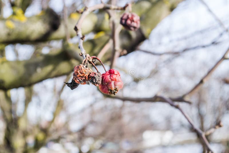 3,564 Rotten Fruit Tree Stock Photos - Free & Royalty-Free Stock Photos ...