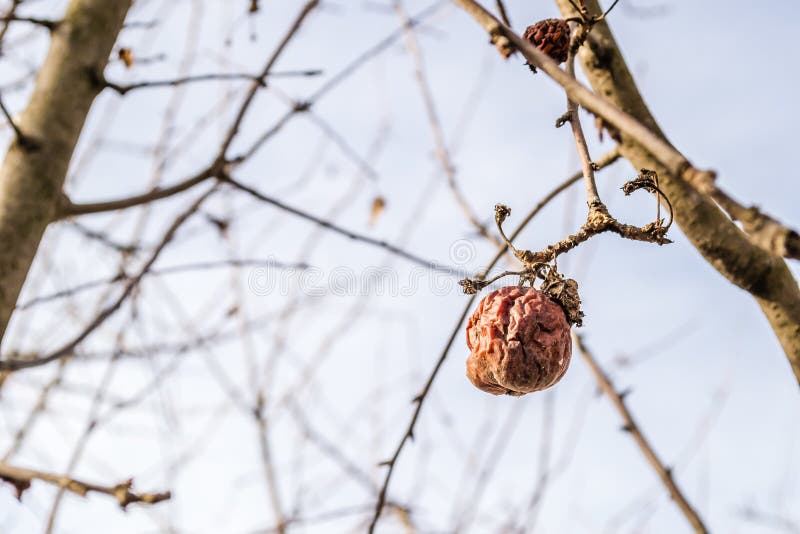 Rotten Fruit Apples on a Tree Branch Stock Photo - Image of diseased ...