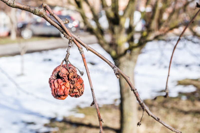 Rotten Fruit Apples on a Tree Branch Stock Photo - Image of beautiful ...