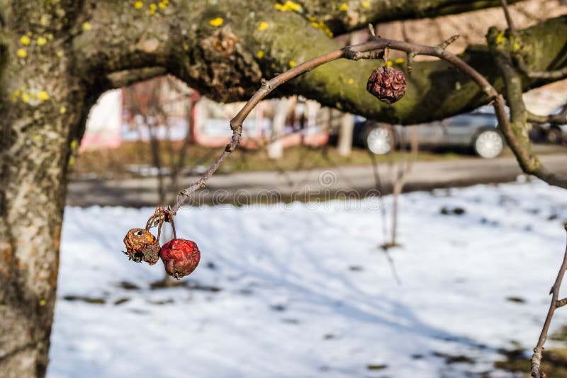Rotten Fruit Apples on a Tree Branch Stock Photo - Image of fall ...