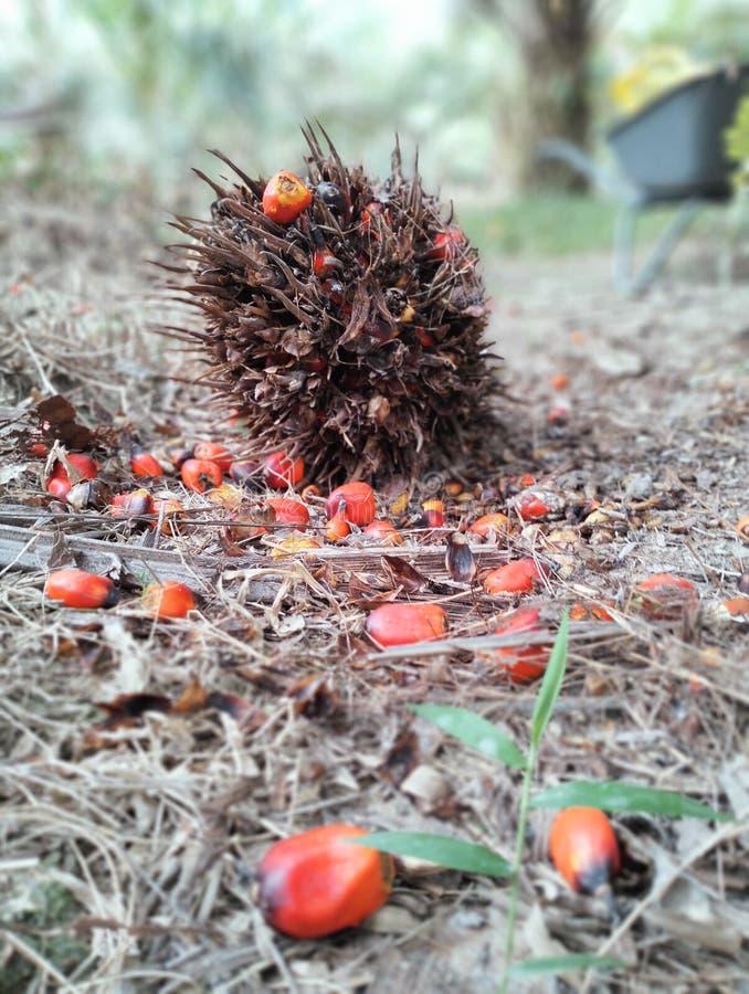 136 Rotten Palm Fruit Stock Photos - Free & Royalty-Free Stock Photos ...