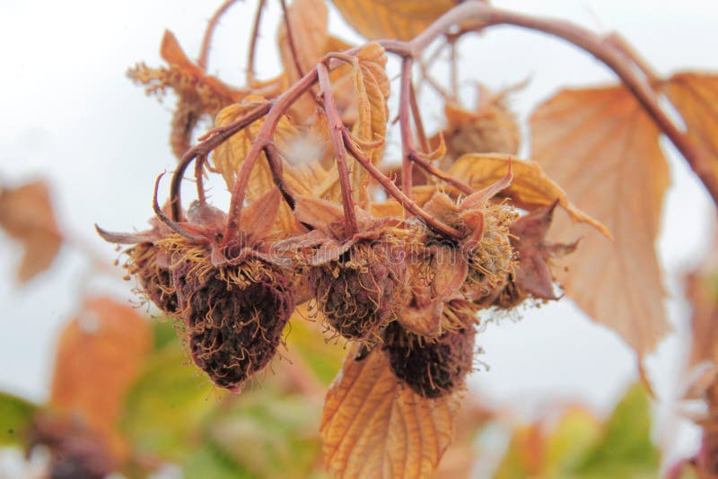 Rotten Fruit and Drought Conditions Stock Photo - Image of ruined ...