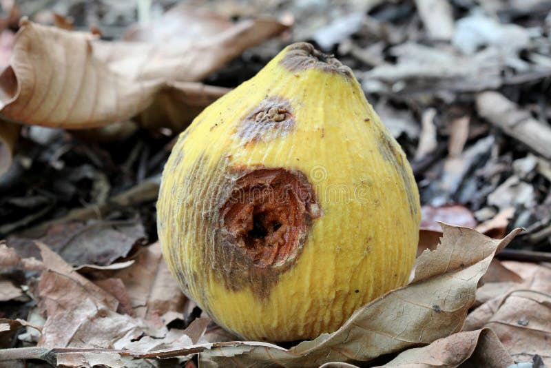 Rotten fruit stock photo. Image of sweet, close, summer - 92048378