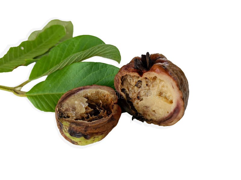 Rotten Guava Fruit, Infected Rotten Guava Cannot Be Eaten Stock Image ...