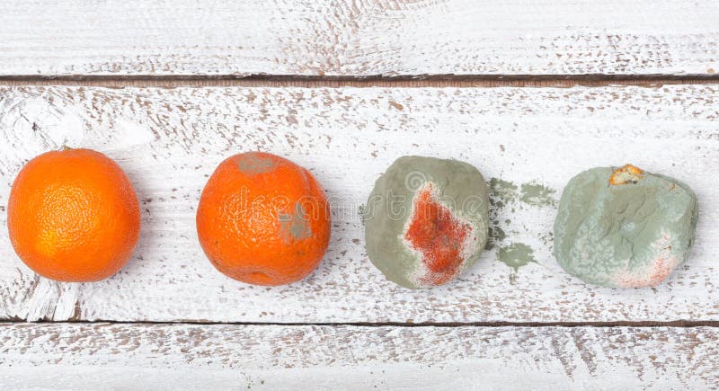 Mold Clementine Stock Photos - Free & Royalty-Free Stock Photos from ...