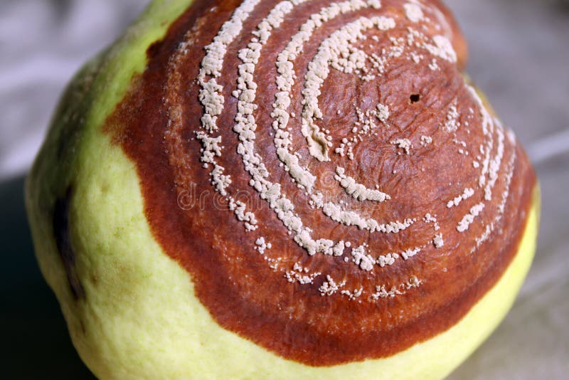 Rotten Fruit, Pattern. Structure of Decayed Fruit Stock Image - Image ...
