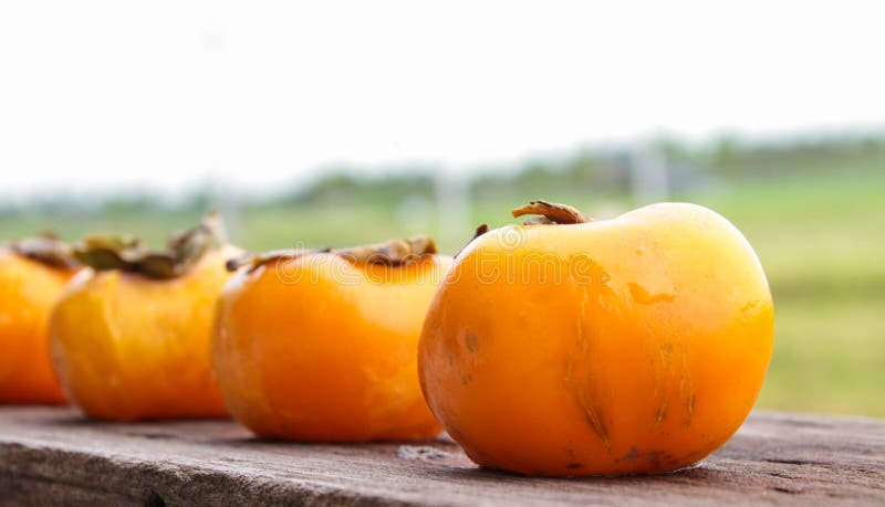 Rotten Fruit, Persimmons Rotten on the Wood Stock Image - Image of ...