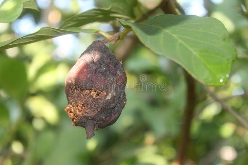 182 Rotten Fruit Falling Stock Photos - Free & Royalty-Free Stock ...