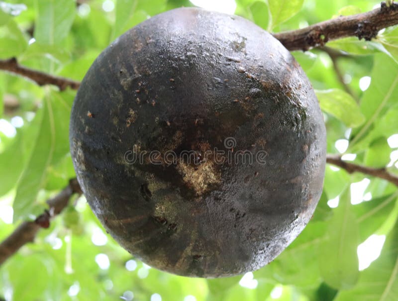 Rotten fruit stock image. Image of black, fruit, blackground - 132735687