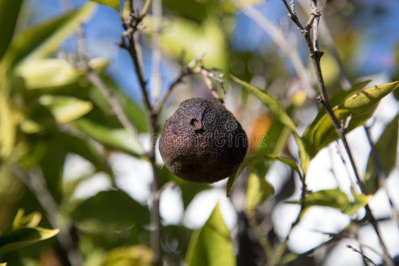 Dry Rotten Fruit on Tree Branch Stock Photo - Image of fungus, food ...