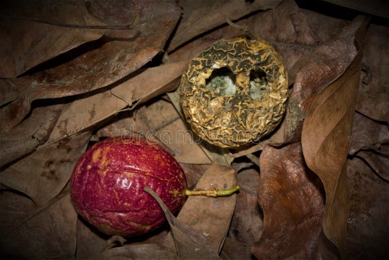 Rotten Fruits and Dry Leaves Stock Image - Image of fruit, branch ...