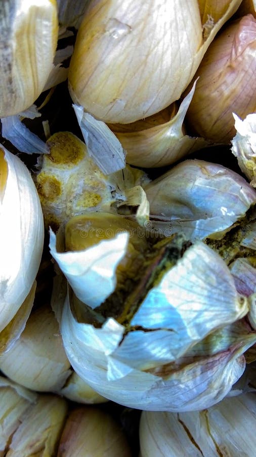 Rotten garlic focus stock photo. Image of focus, flower - 212546886