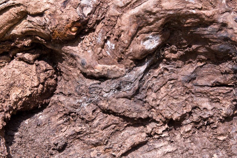 Gnarly Wood Texture . Vertical Shot Stock Photo - Image of timber ...