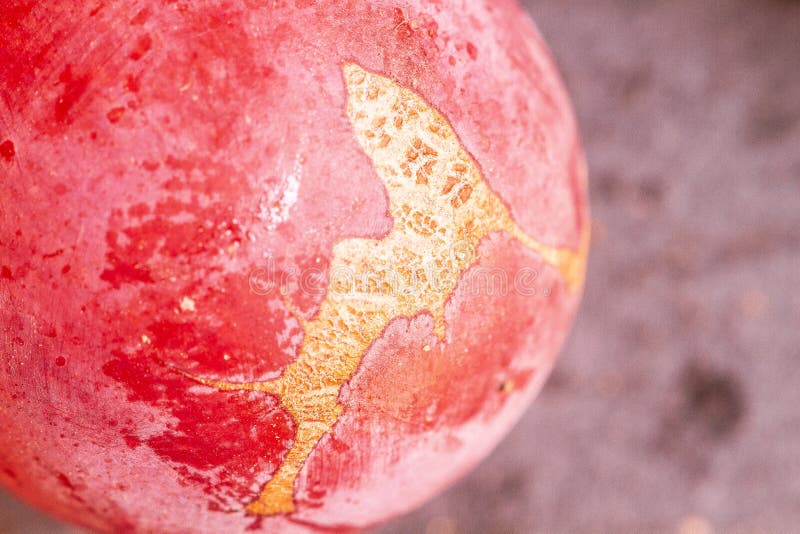 Grape Pathology, Black Rot on Grapevine and Fruit Caused by an ...