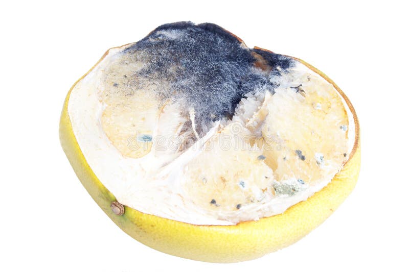 Rotten grapefruit stock photo. Image of circle, nature - 18280032
