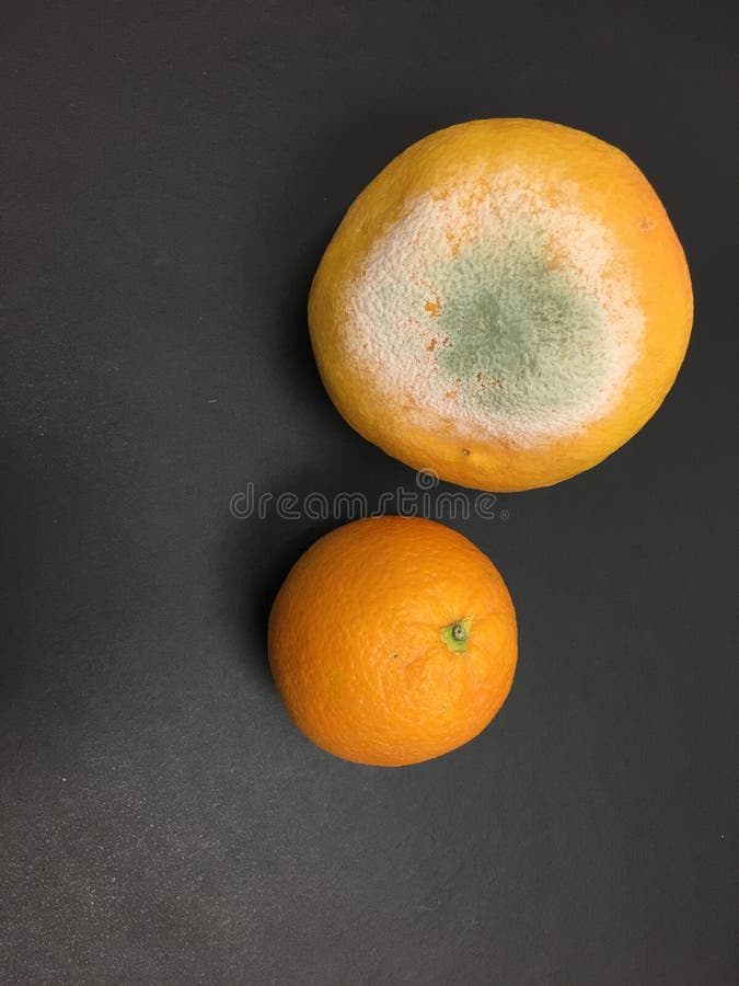 Rotten Grapefruit with Good Orange Stock Image - Image of black, rotten ...