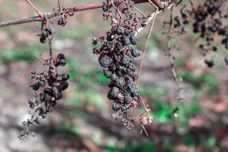 Rotten grapes stock photo. Image of agriculture, berries - 244520104