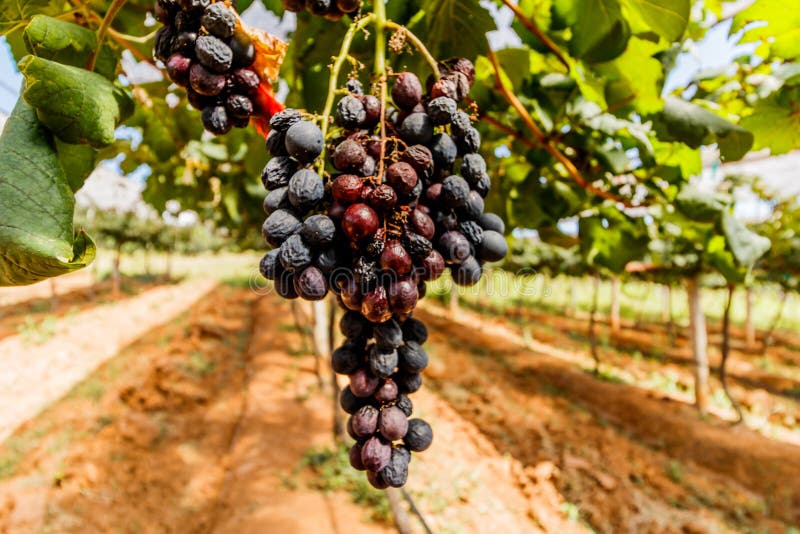 Rotten Grapes on a Vine in the Garden. Stock Image - Image of ...