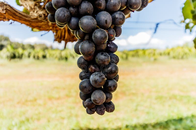 Rotten Grapes on a Vine in the Garden. Stock Image - Image of harvest ...