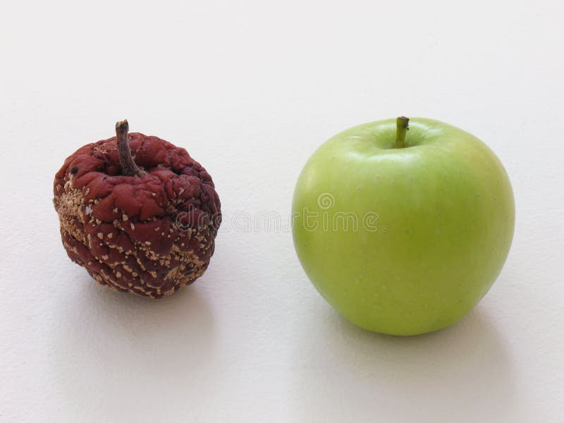 Rotten and green apples stock photo. Image of aging, rotten - 11137962