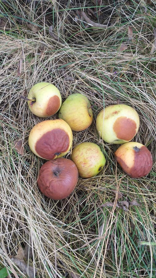 Rotten green apples! stock image. Image of apples, flower - 194573675
