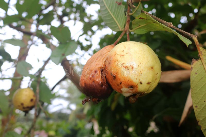 The Rotten Guava Fruit in the Garden Stock Image - Image of macro ...