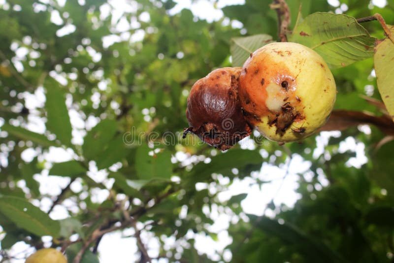 The Rotten Guava Fruit in the Garden. Stock Image - Image of animal ...