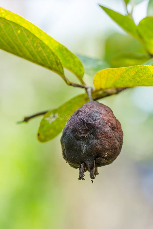Rotten guava fruit stock photo. Image of food, leaf, toxic - 61884554
