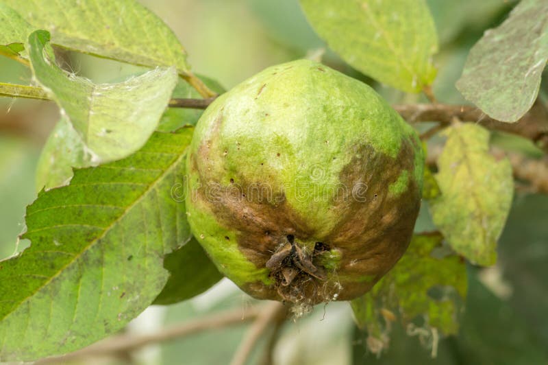 Rotting Guava Fruit, Black in Color and Infested with Mealybug Pests ...