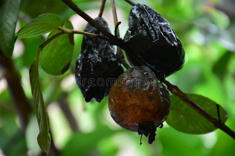 164 Rotten Guava Fruit Stock Photos - Free & Royalty-Free Stock Photos ...