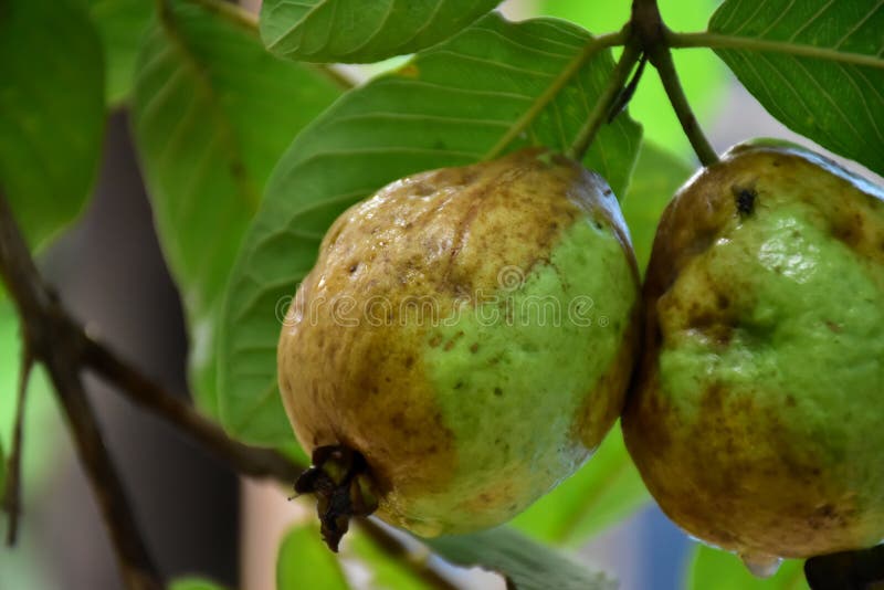 Rotten guava stock photo. Image of disease, fungi, insect - 193658342