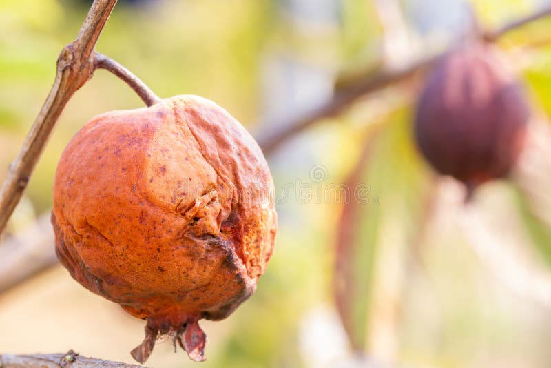 Rotten guava on tree stock photo. Image of blurred, biology - 181453676