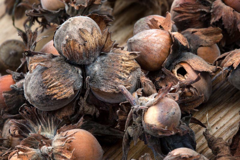 Rotten hazelnut stock image. Image of table, rotting - 45376075