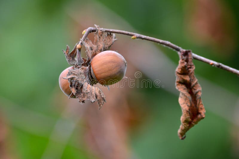 Hazelnut on a branch stock image. Image of twig, food - 335082337