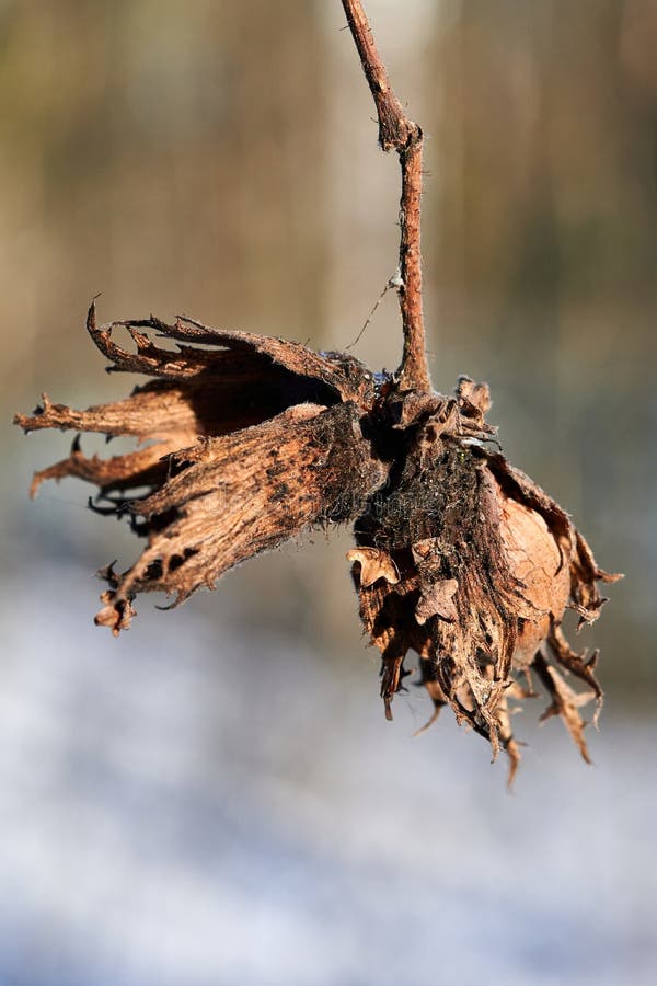 Rotten hazelnut branch stock image. Image of diet, healthy - 176059305