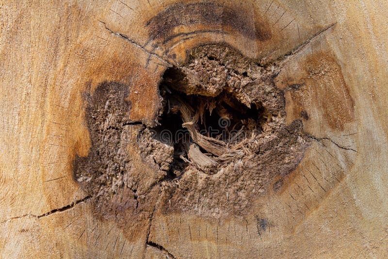 Rotten heartwood stock image. Image of dead, hole, hollow - 221292811