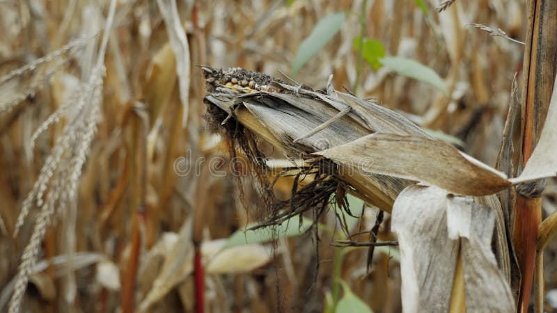 Rotten and Infested Corn Close-up in the Field, Poor Harvest Stock ...