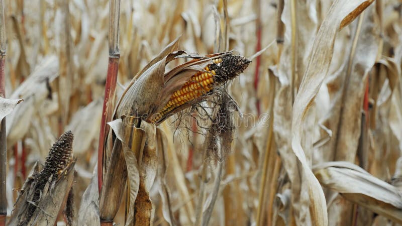 Rotten and Infested Corn Close-up in the Field, Poor Harvest Stock ...