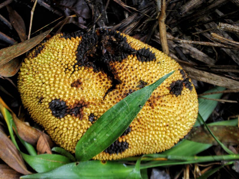 Rotten Jackfruit Falls from the Tree. Stock Image - Image of pollen ...