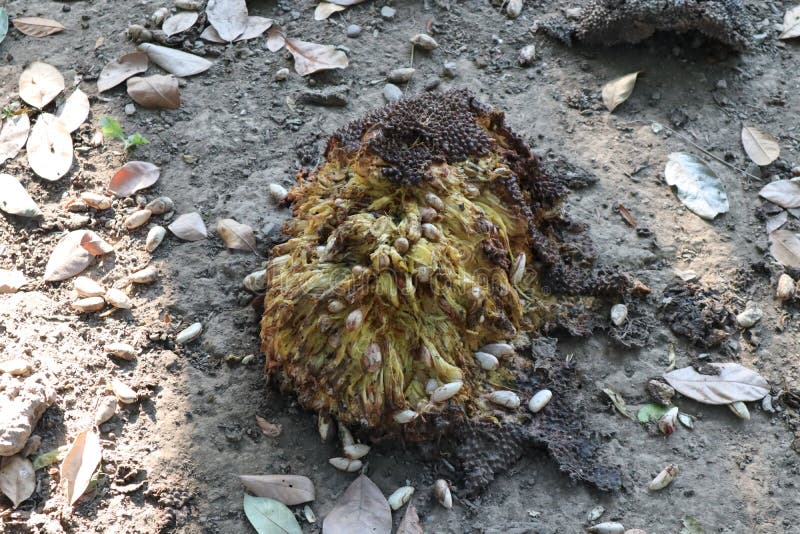 Rotten jackfruit on straw stock image. Image of food - 41603753