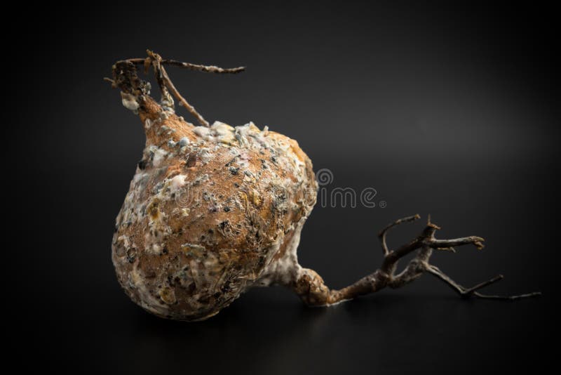 Rotten Turnip Stock Photos - Free & Royalty-Free Stock Photos from ...