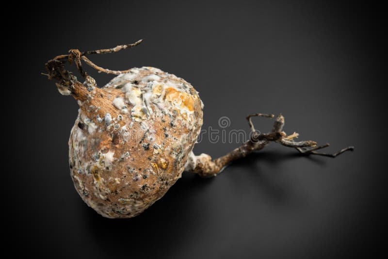 Rotten Turnip Stock Photos - Free & Royalty-Free Stock Photos from ...