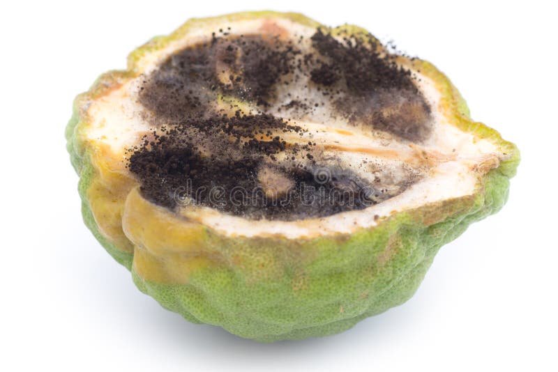 Rotten Lime On Grey Background, Close Up Stock Image - Image of gray ...