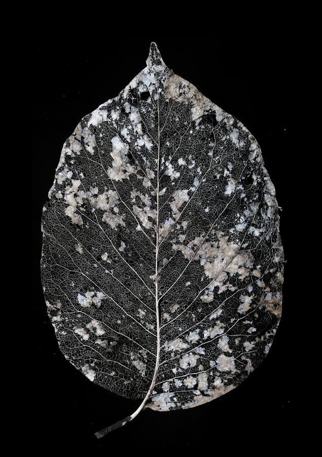 Rotten Leaf Silhouette Stock Photos - Free & Royalty-Free Stock Photos ...