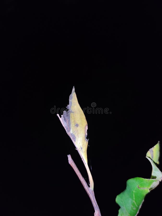 Rotten leaf of sugar apple stock image. Image of flower - 207932437