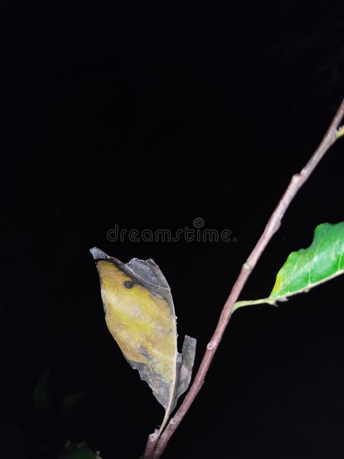 Rotten leaf of sugar apple stock image. Image of wing - 207932665