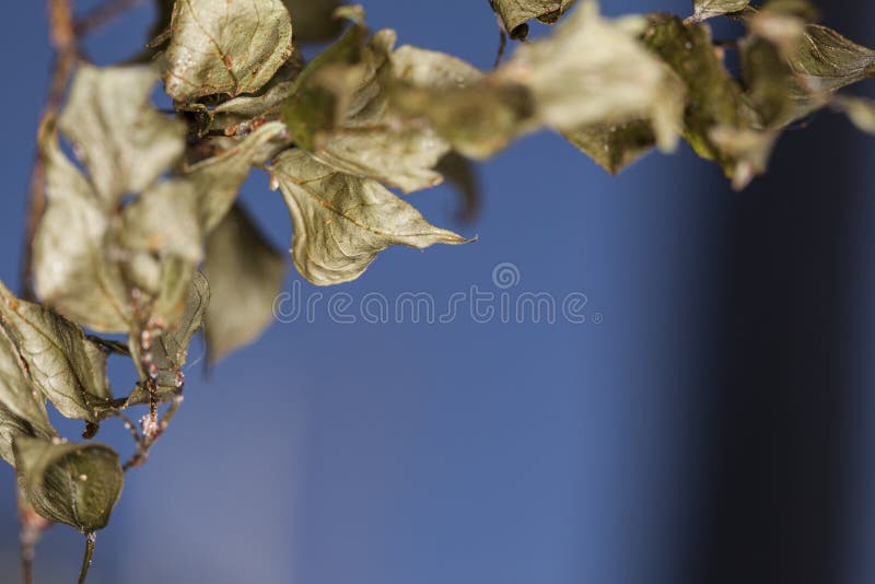 Rotten leaf stock photo. Image of damaged, plant, death - 50409310
