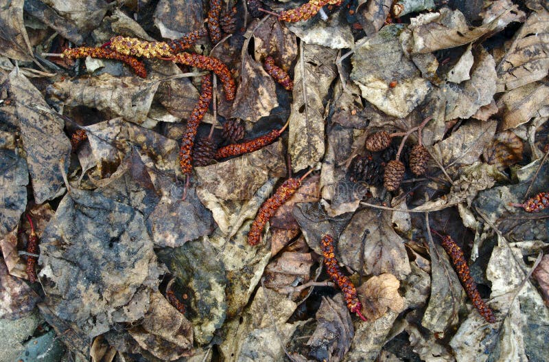 Rotten leaves background stock photo. Image of leaf, season - 53316334
