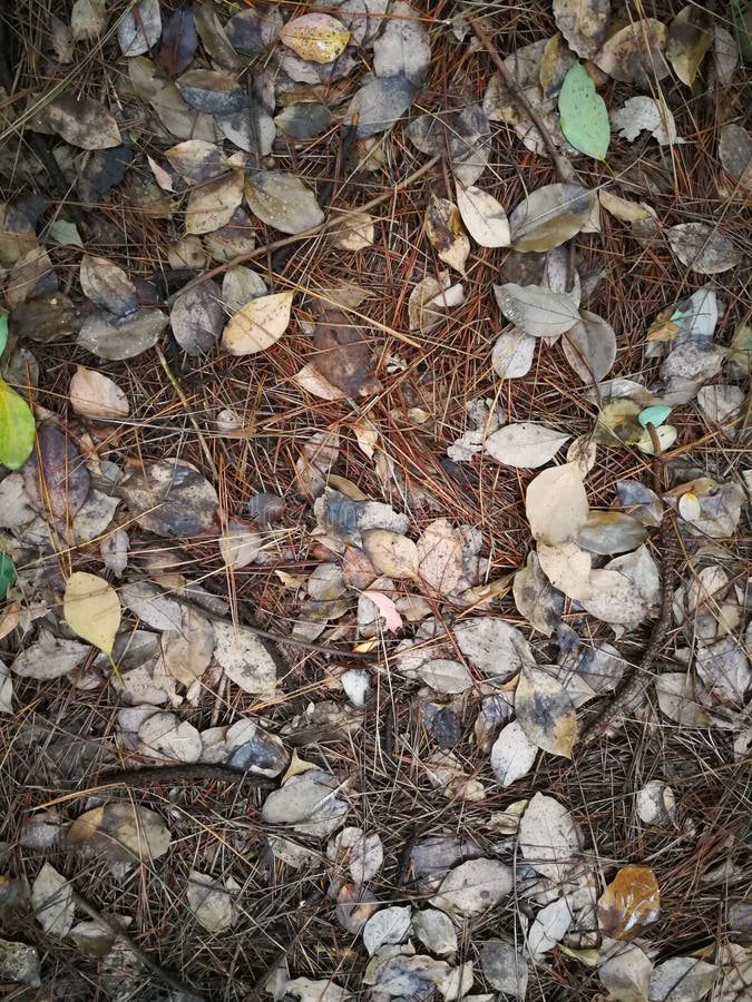 Rotten leaves stock photo. Image of leaf, corrupt, detail - 92955778