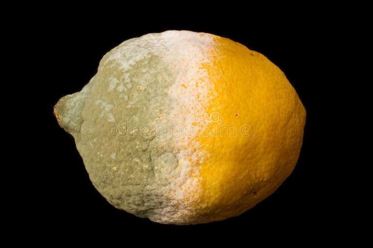 1,424 Rotten Lemon Stock Photos - Free & Royalty-Free Stock Photos from ...